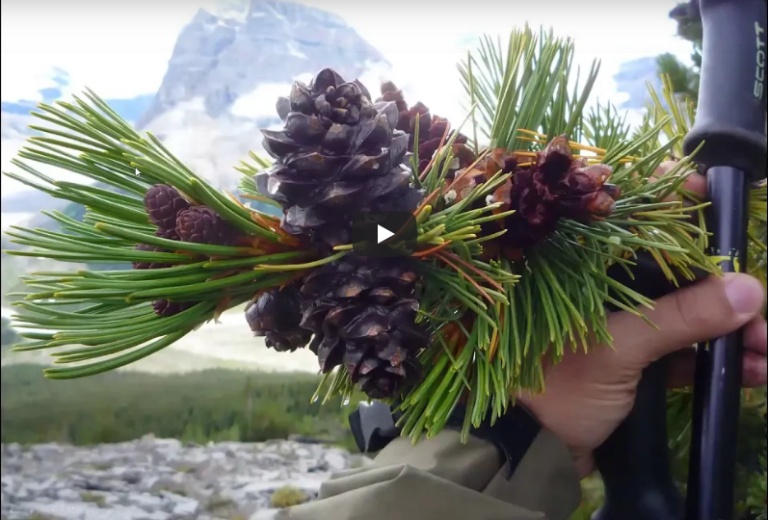 Restoration: How it's done and how you can help – Whitebark Pine ...